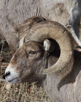 Photo Gallery - Absaroka Mountain Lodge