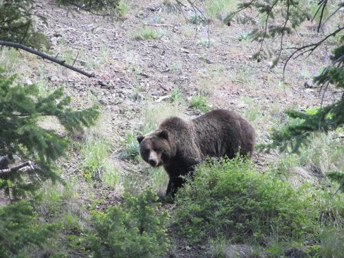 Photo Gallery - Absaroka Mountain Lodge